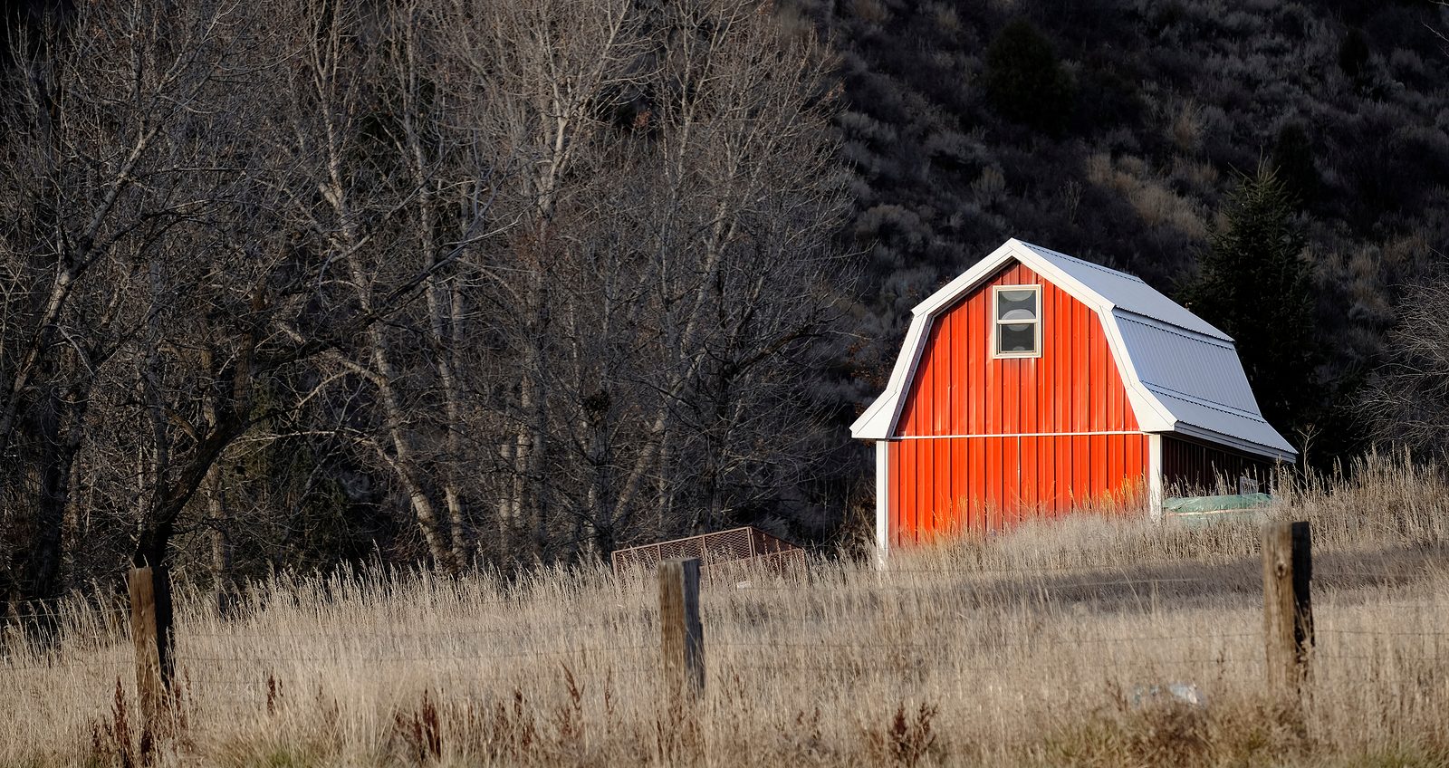 How to Get Rid of Raccoons in a Barn | Raccoon Removal Louisville