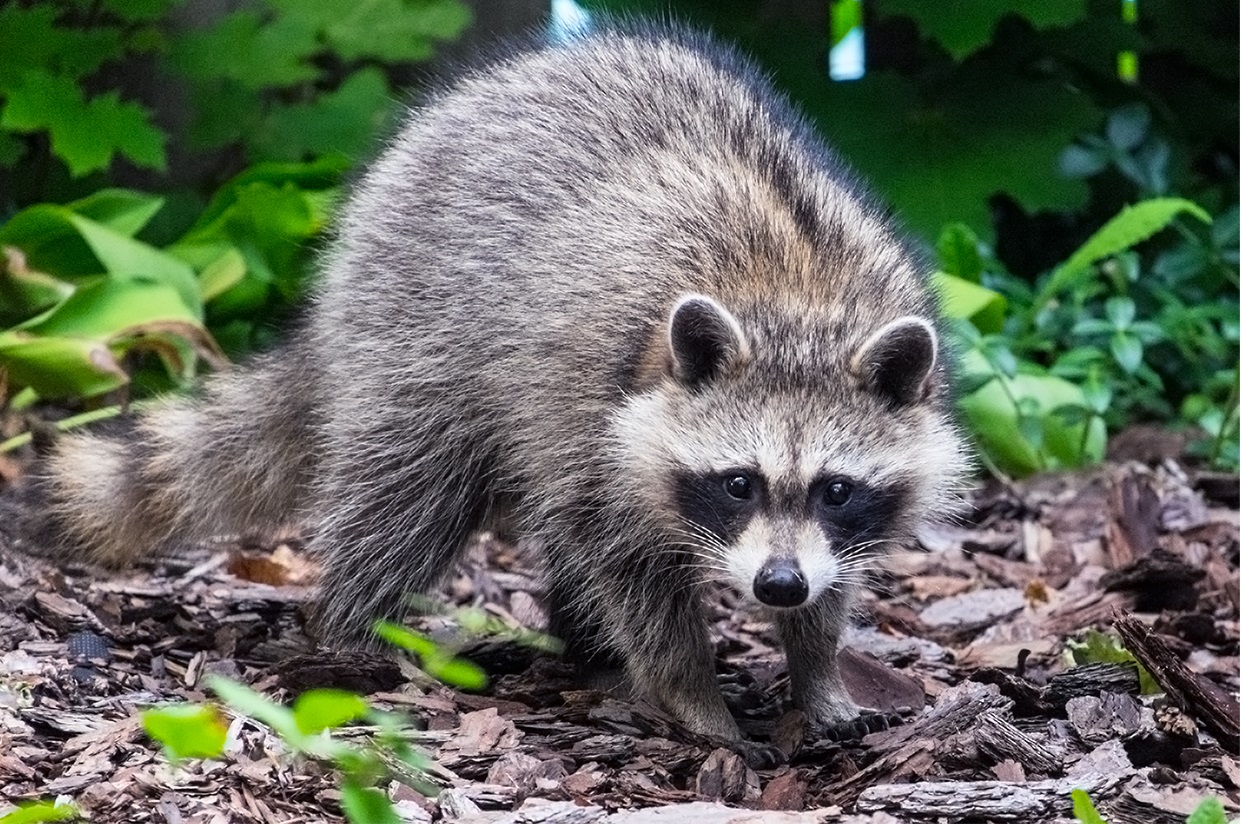 What is Digging Up My Mulch at Night? | Raccoon Removal Louisville